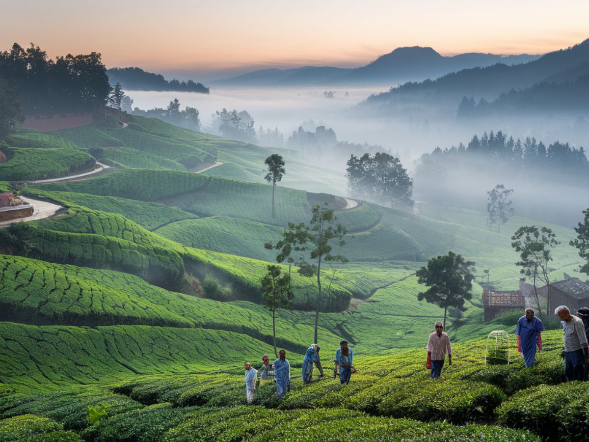 Sip Fresh Tea And Breathe Calm Air At These Scenic Plantations Near Mysuru