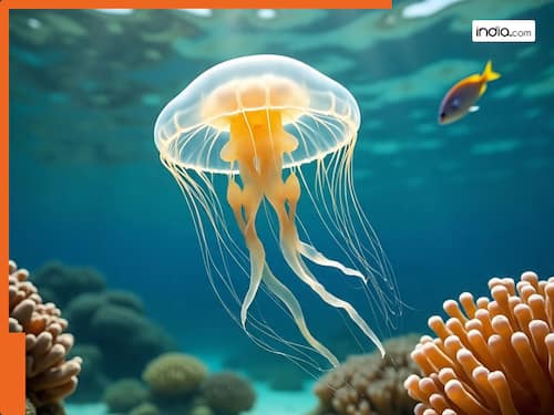Sea Creature Photos: Latest News, Trending Topics, Images & Pics | Sea ...
