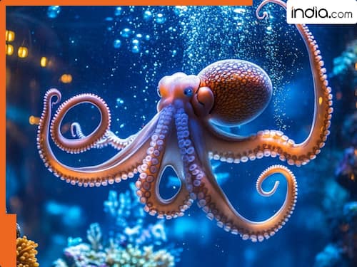 Sea Creature Photos: Latest News, Trending Topics, Images & Pics | Sea ...