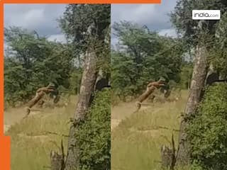Hunting News in Hindi, Latest Hunting News | India.Com News