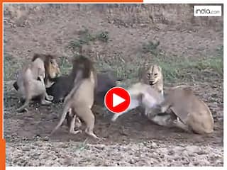 Sher Ke Chhungal Se Bhaga Bhensa News in Hindi, Latest Sher Ke Chhungal ...