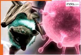 Virus : Latest News, Videos and Photos on Virus - India.Com News