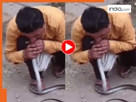 Snake News in Hindi, Latest Snake News | India.Com News