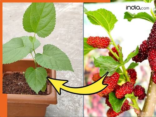 Mulberry Photos: Latest News, Trending Topics, Images & Pics | Mulberry ...