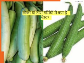 Tori News in Hindi, Latest Tori News | India.Com News