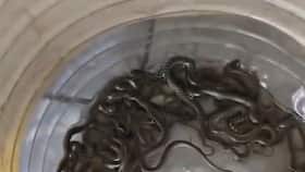 Snakes In Water Tank News in Hindi, Latest Snakes In Water Tank News ...