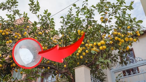 Lemon Tree Care Photos: Latest News, Trending Topics, Images & Pics ...